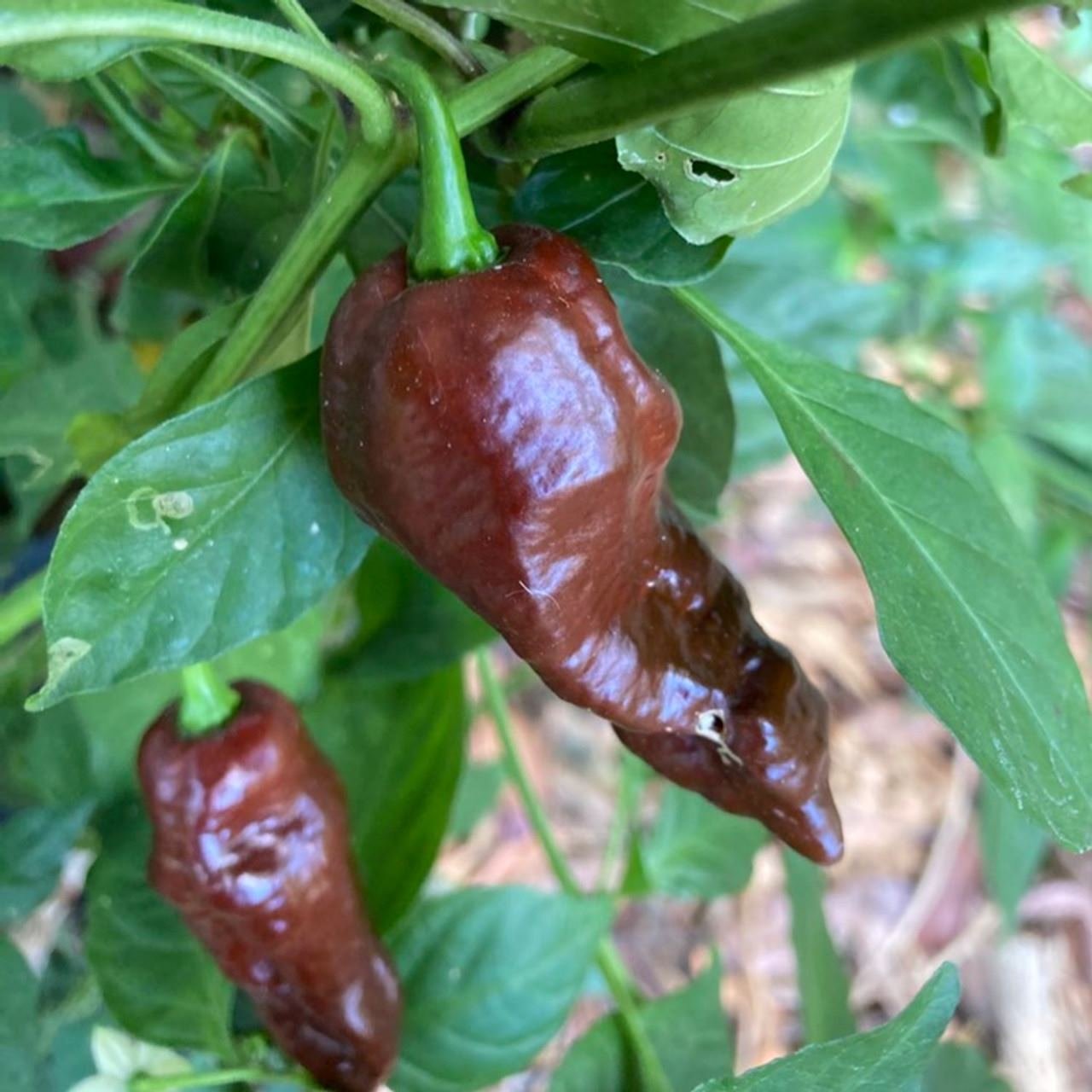 Devil's Tongue Pepper: A No.1 Flavorful Delight