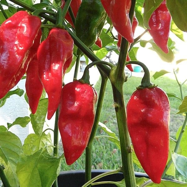 Devil's Tongue Pepper: A No.1 Flavorful Delight