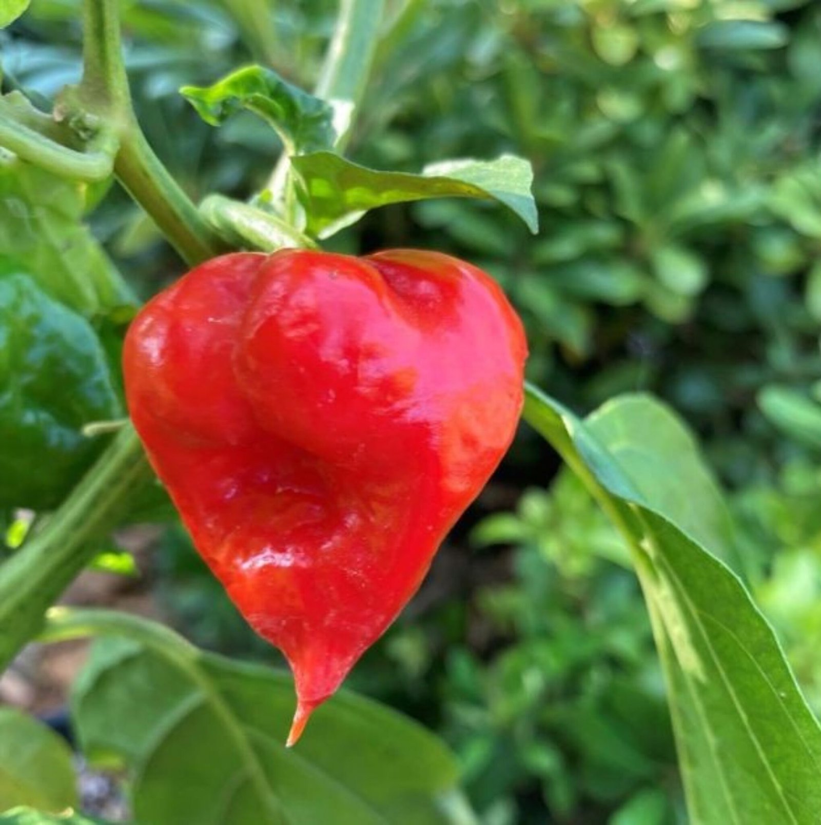 Devil's Tongue Pepper: A No.1 Flavorful Delight