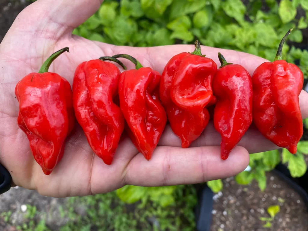 Naga Viper Pepper Unleashed: A Blazing And Scorching Delight
