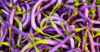 Best Guide To Grow And Use 15 Types Of Purple Pepper Chilli
