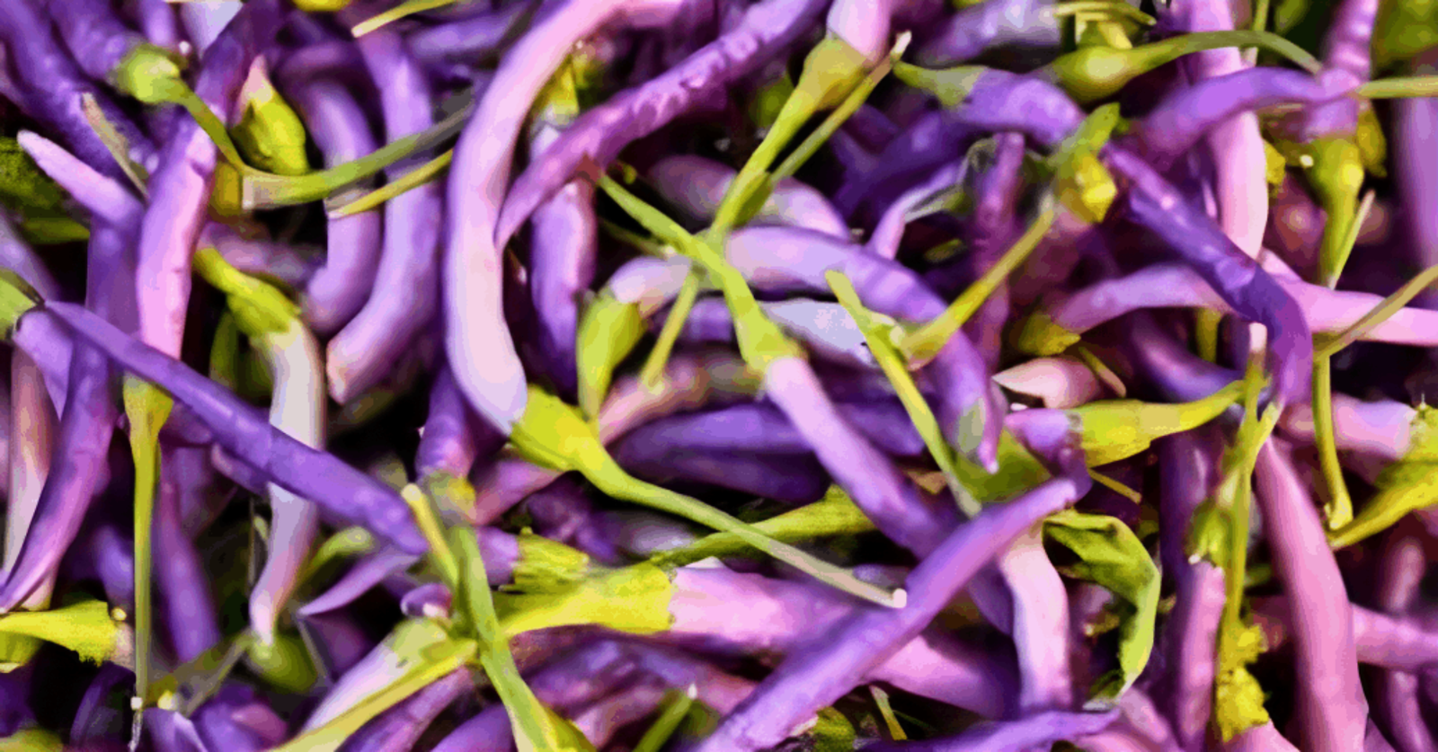 Best Guide To Grow And Use 15 Types Of Purple Pepper Chilli