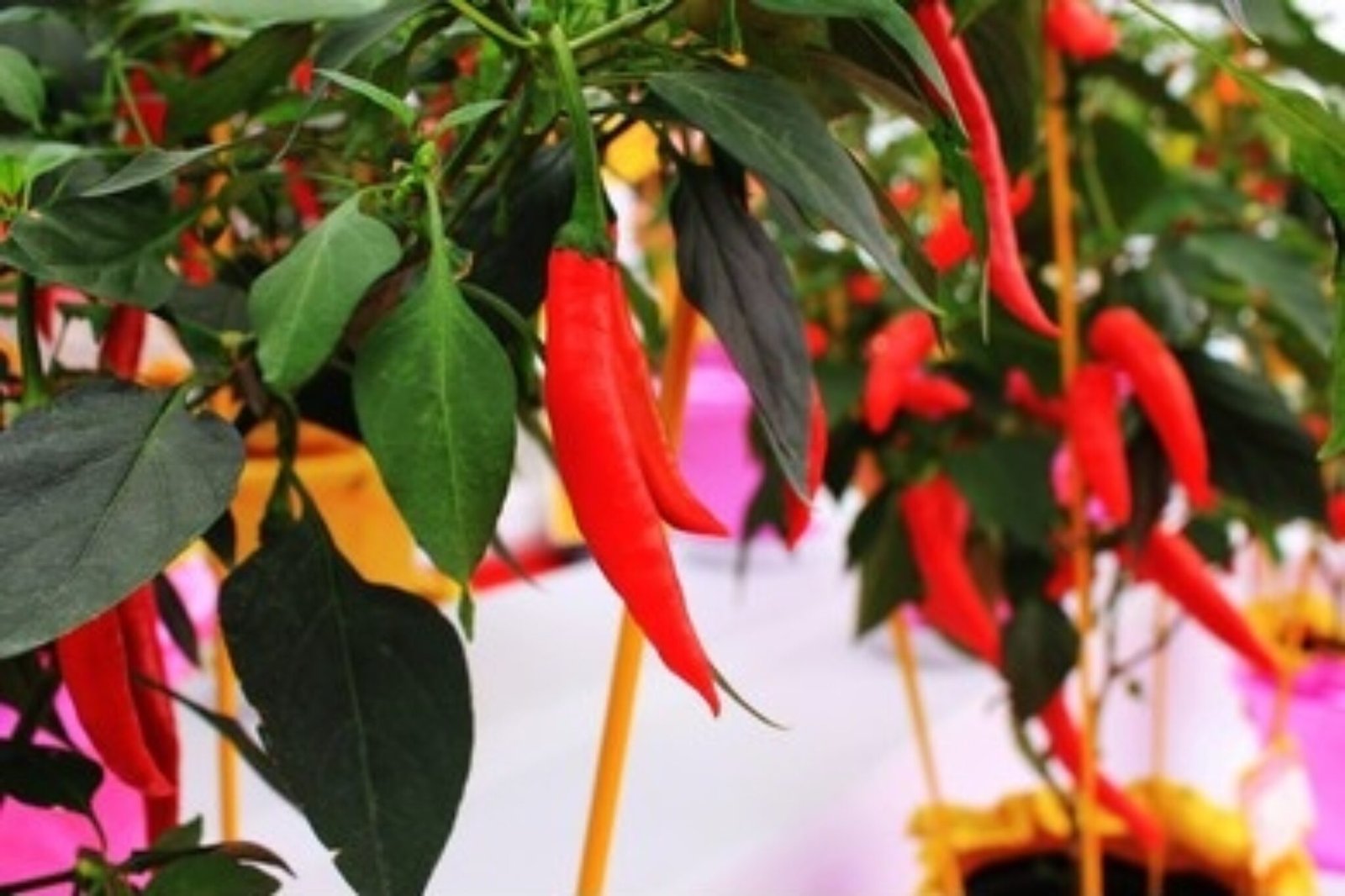Delving Into The Exquisite Heat Of Cheongyang Chili Pepper: A No.1 ...
